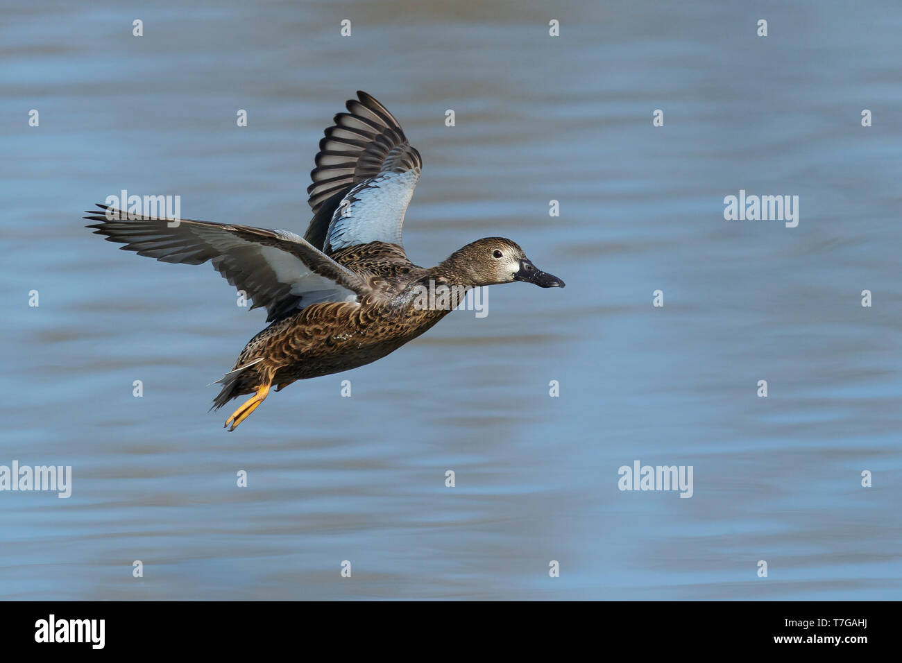 Adult female Cinnamon Teal, Spatula cyanoptera in flight over blue ...
