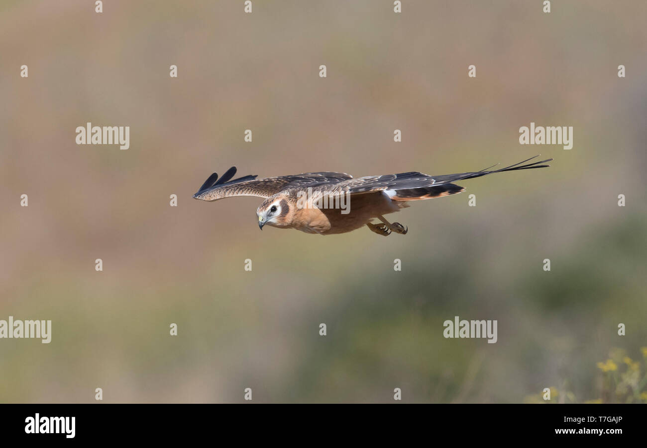 Pygarcus hi-res stock photography and images - Alamy