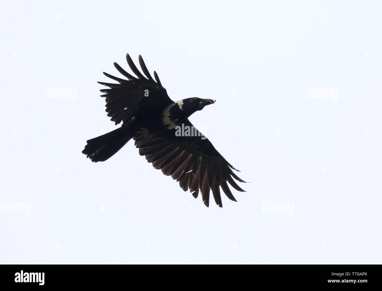 Collared crow hi-res stock photography and images - Alamy