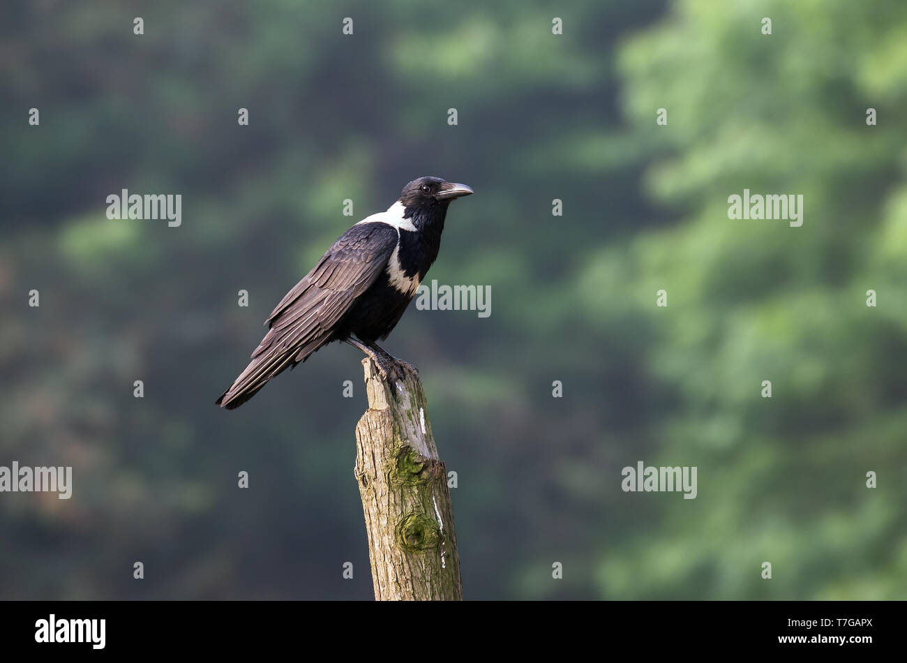 Collared crow (Corvus torquatus Stock Photo - Alamy