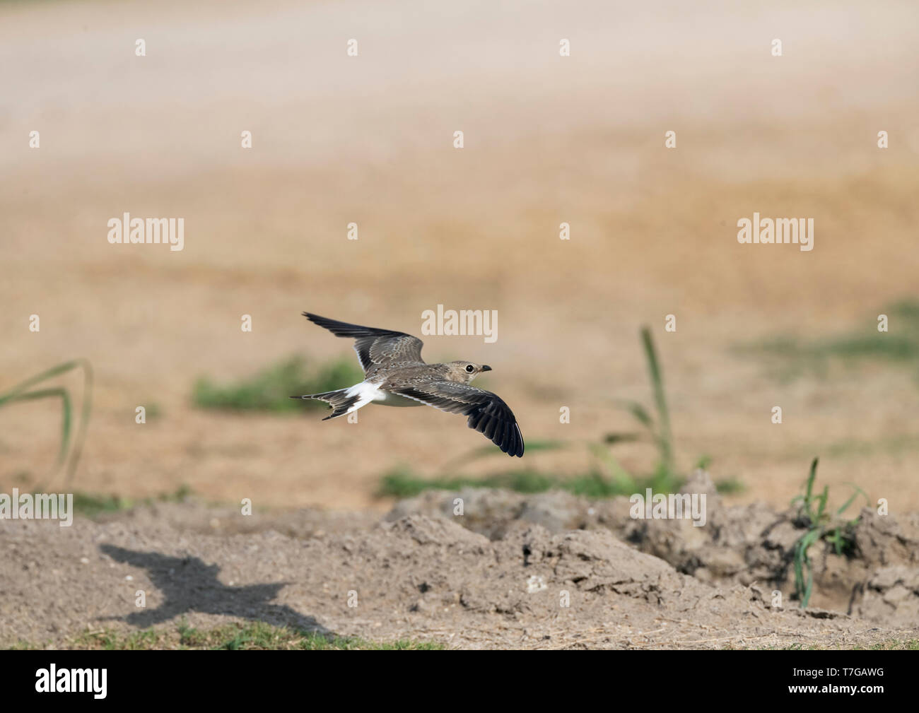 Immature Collared Pratincole (Glareola pratincola) in flight during ...