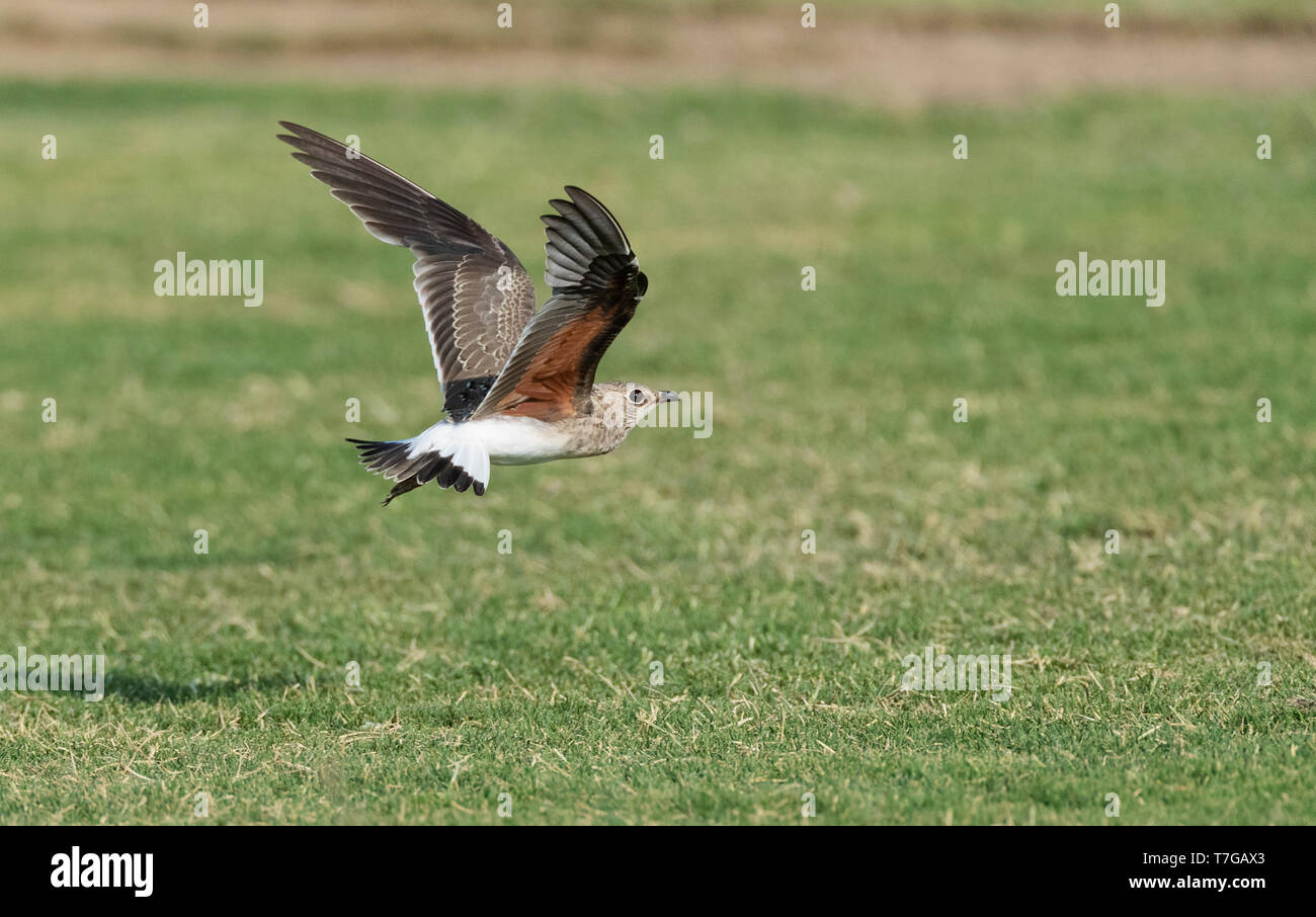 First-winter Collared Pratincole (Glareola pratincola) in flight during ...