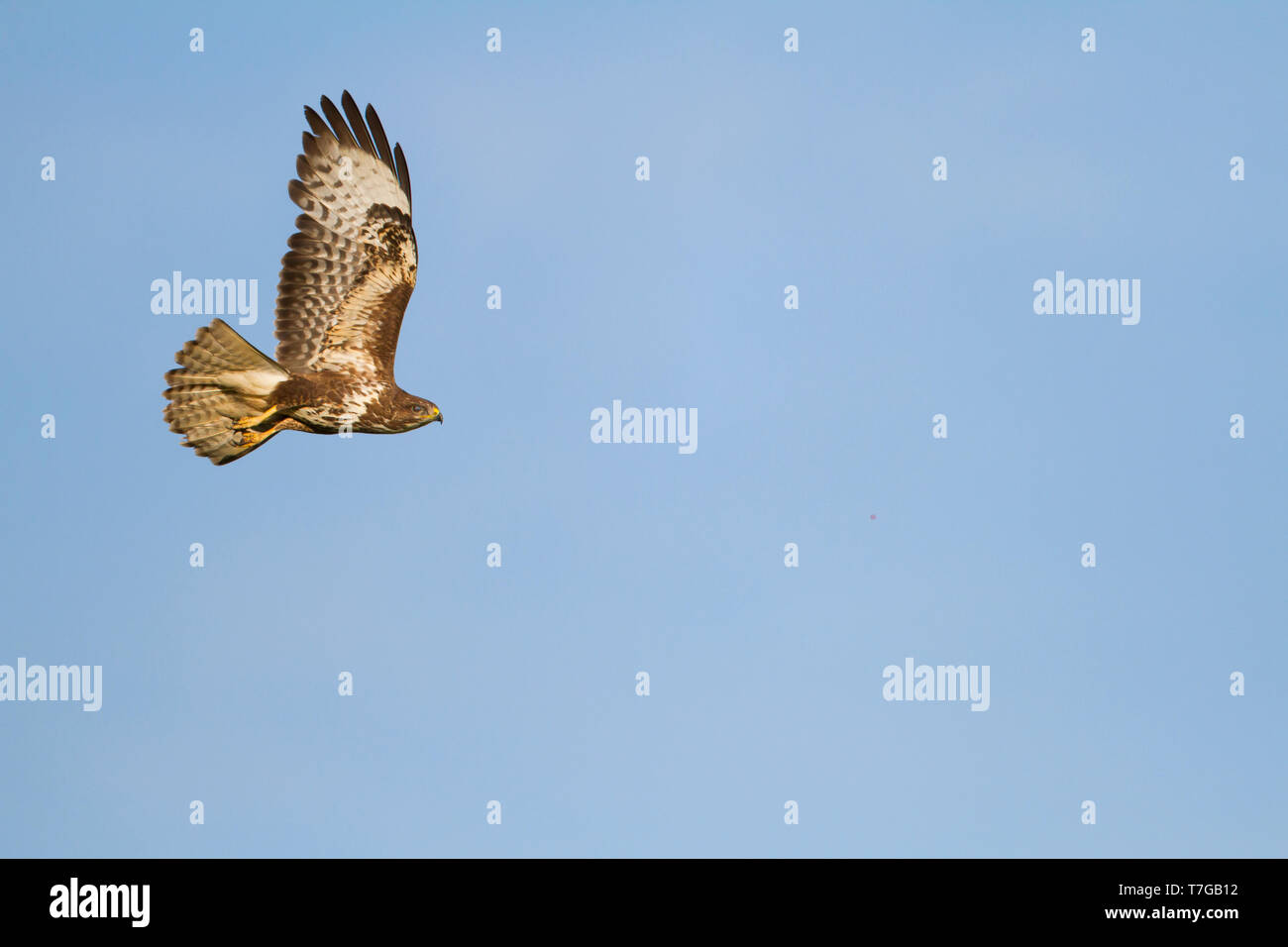 Common buzzard underwing hi-res stock photography and images - Alamy