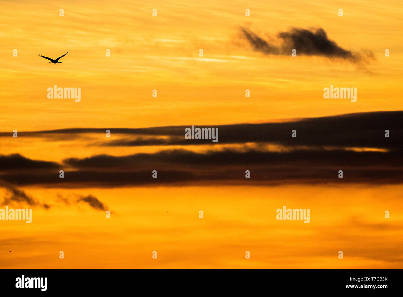 Common Cranes flying in sunset Stock Photo - Alamy