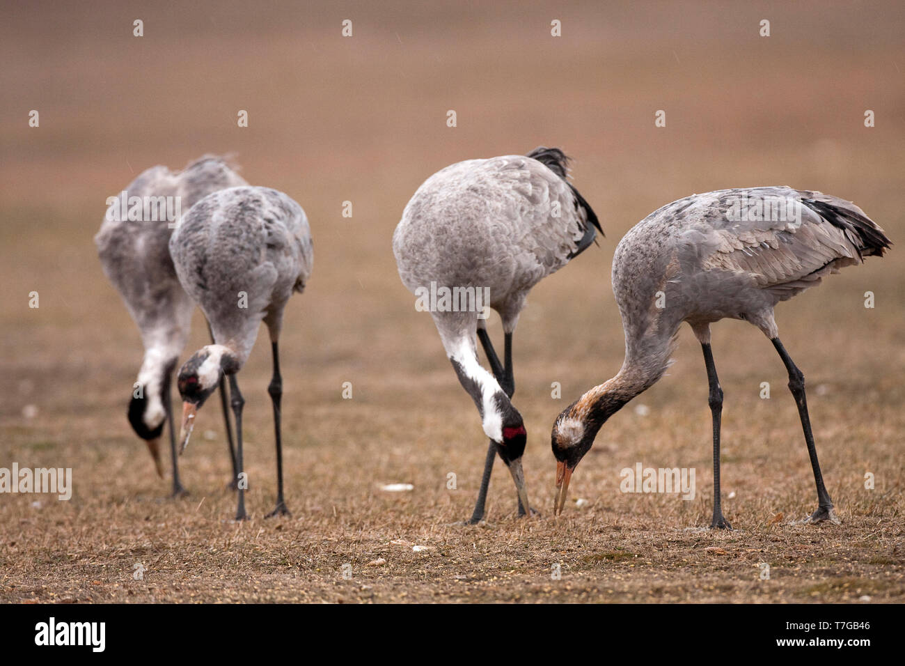Grus gru common crane hi-res stock photography and images - Alamy