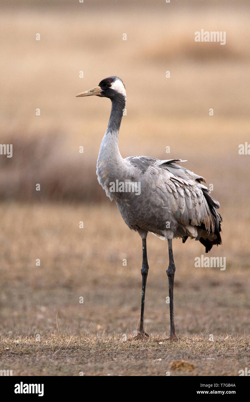 Grus gru common crane hi-res stock photography and images - Alamy