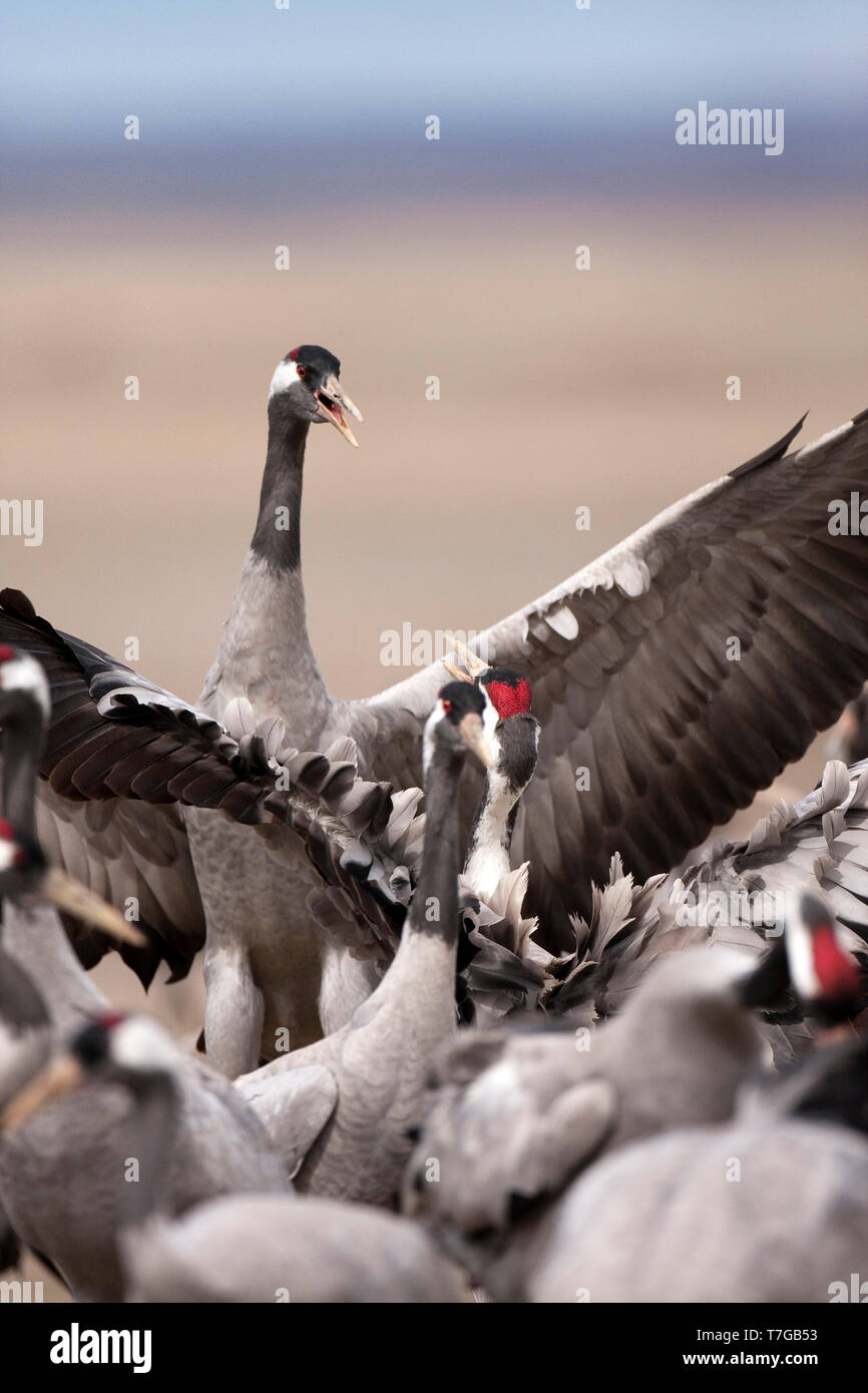 Grus gru common crane hi-res stock photography and images - Alamy