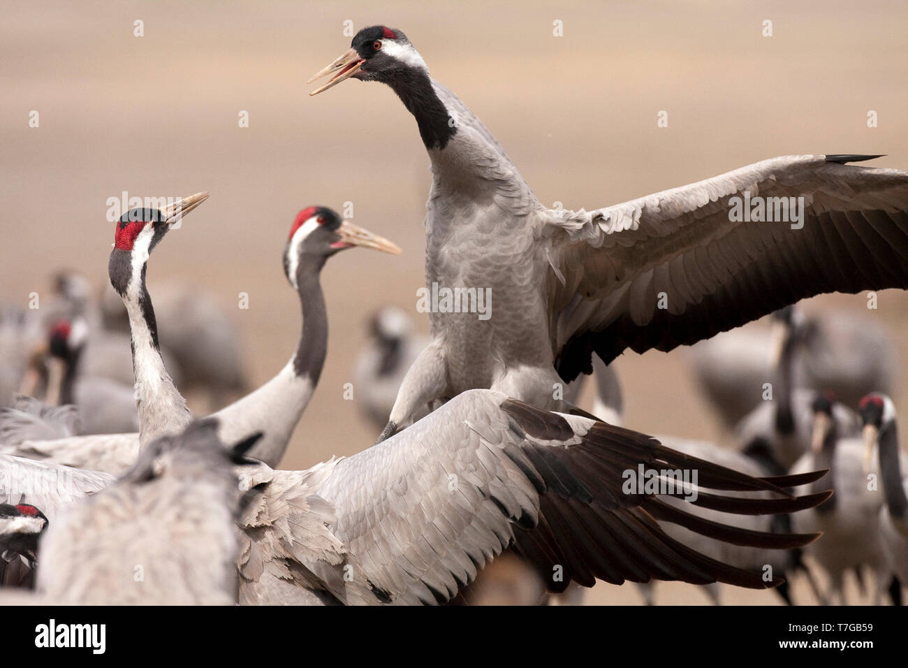 Common Crane, Grus grus Stock Photo - Alamy