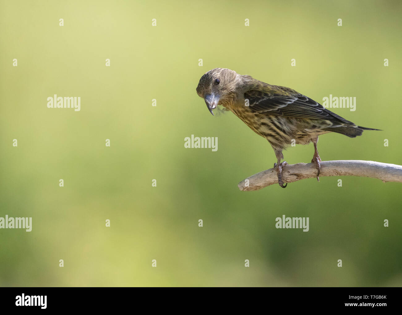 Species crossbill hi-res stock photography and images - Alamy