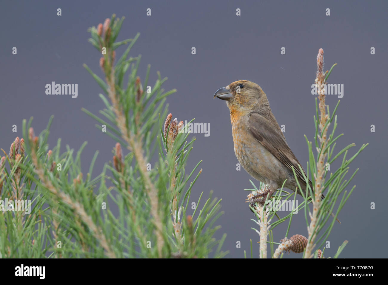 Second-year male Common Crossbill (Loxia curvirostra polyogyna) in ...