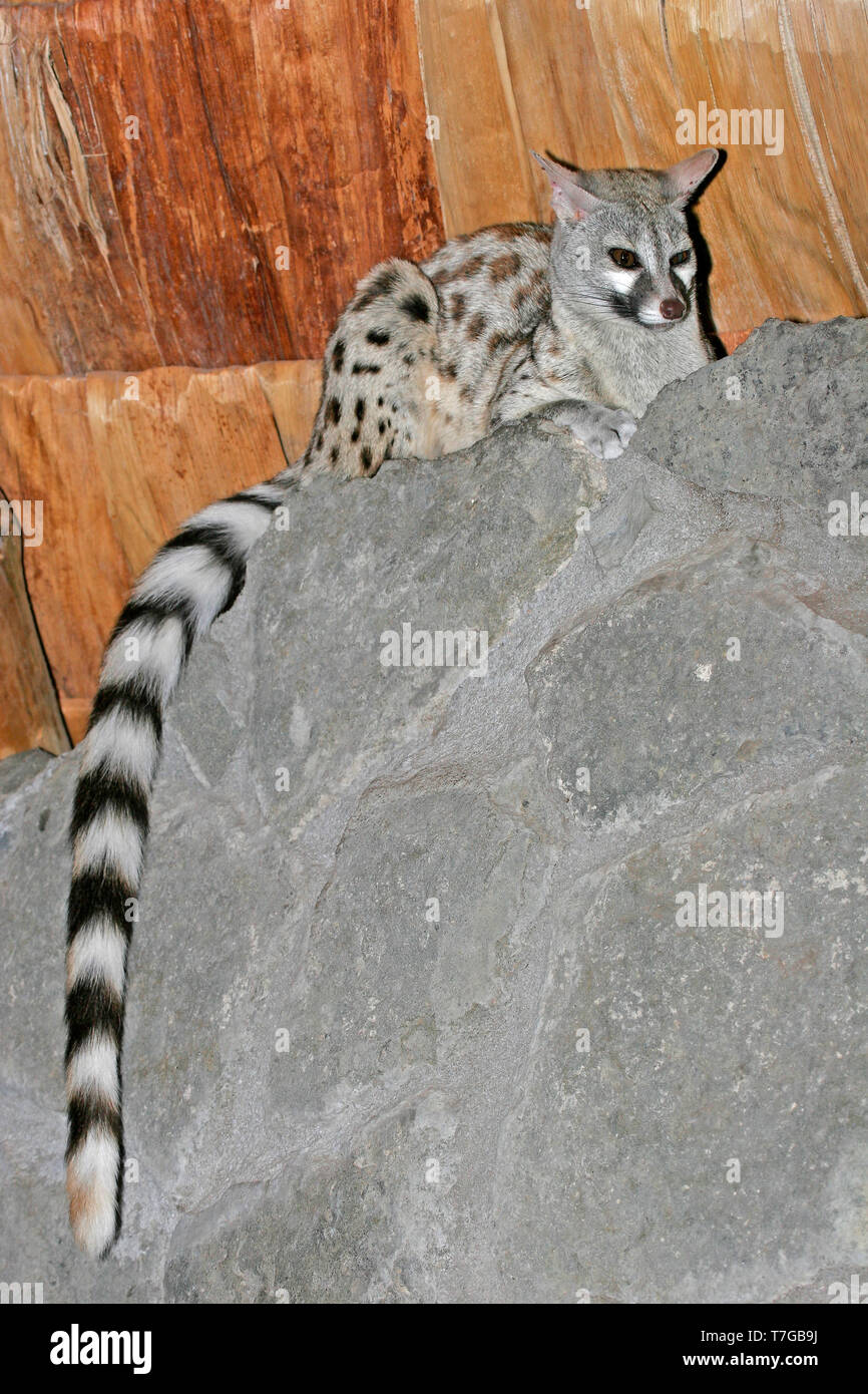 Africa tanzania common genet genetta hi-res stock photography and ...
