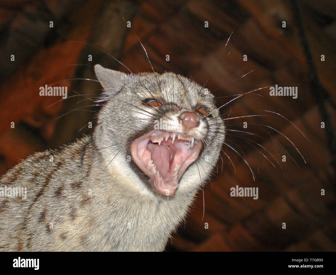 Africa tanzania common genet genetta hi-res stock photography and ...