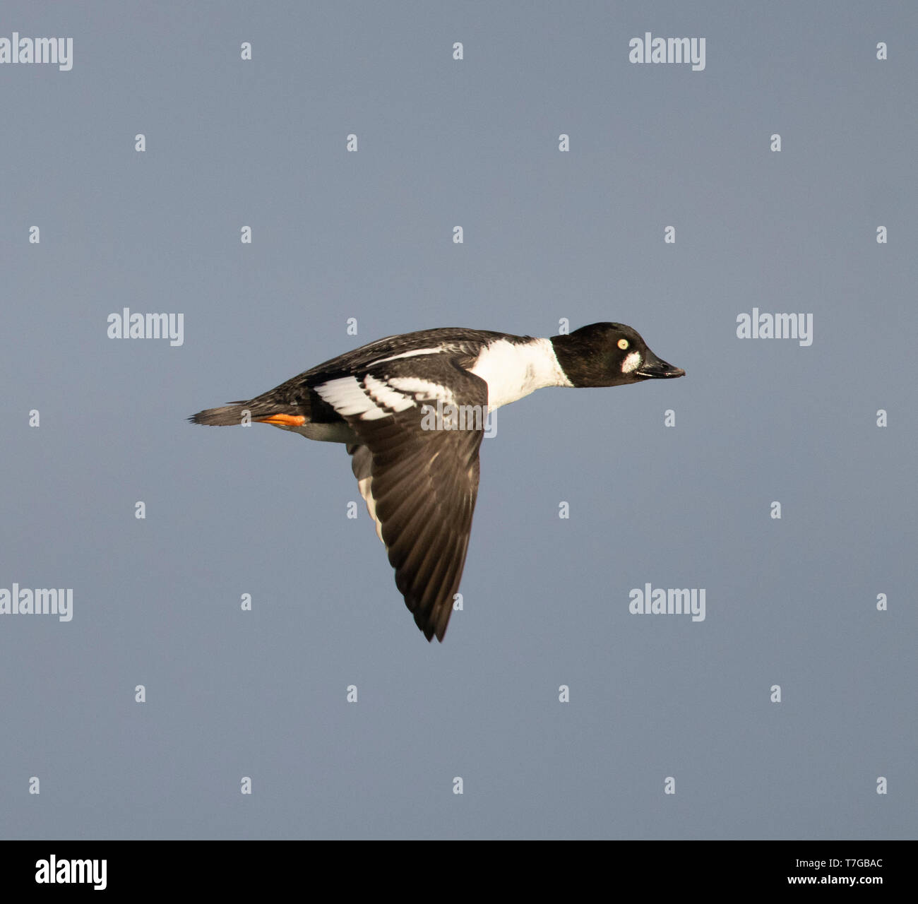 First-winter male Common Goldeneye (Bucephala clangula) flying over ...