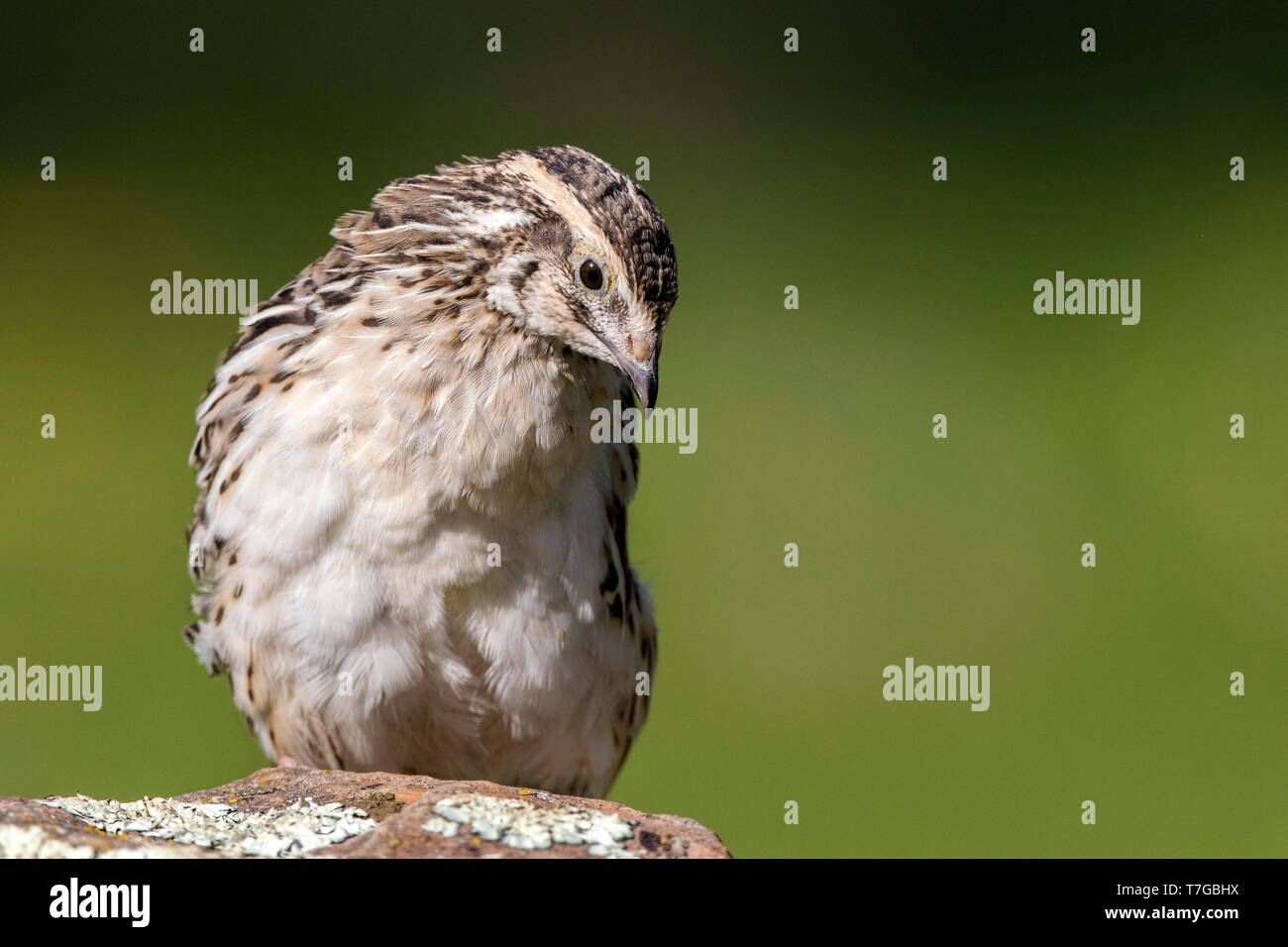 Common Quail, Coturnix coturnix Stock Photo - Alamy
