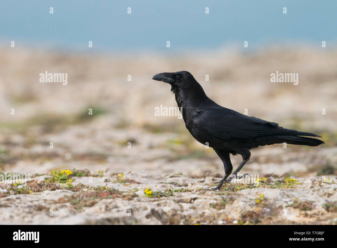 Raven largest crow hi-res stock photography and images - Alamy