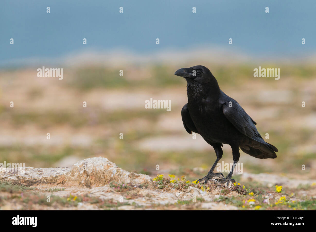 Raven largest crow hi-res stock photography and images - Alamy