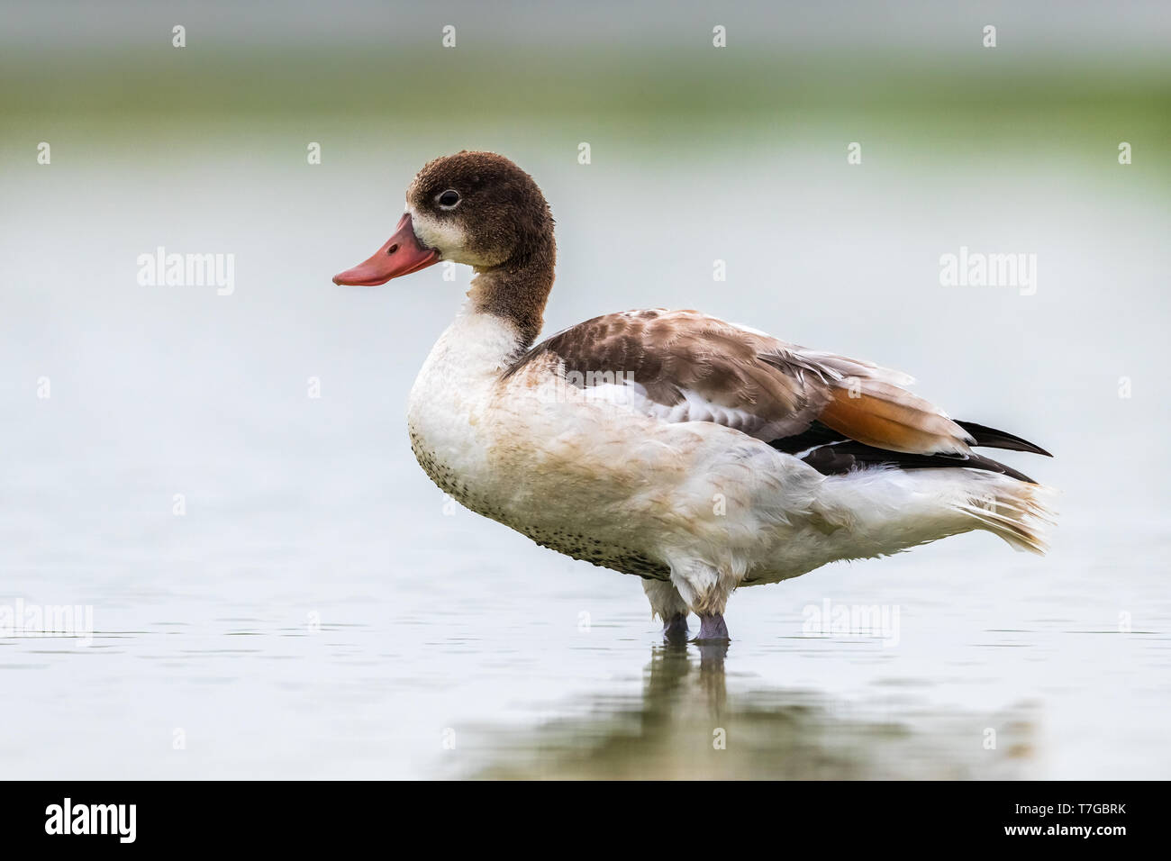 Common Shelduck juvenile Stock Photo - Alamy