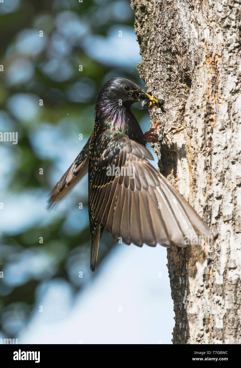 Common Starling feeding juvenile Stock Photo - Alamy