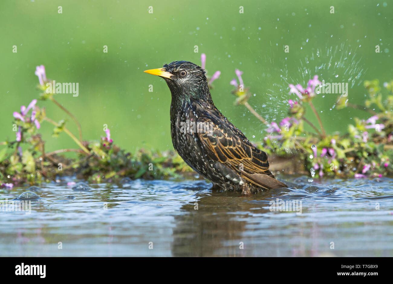Storno sturnus vulgaris hi-res stock photography and images - Alamy