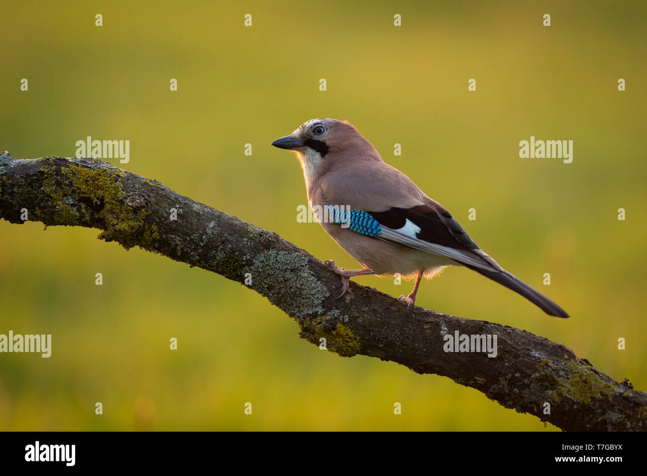 Jay light hi-res stock photography and images - Alamy