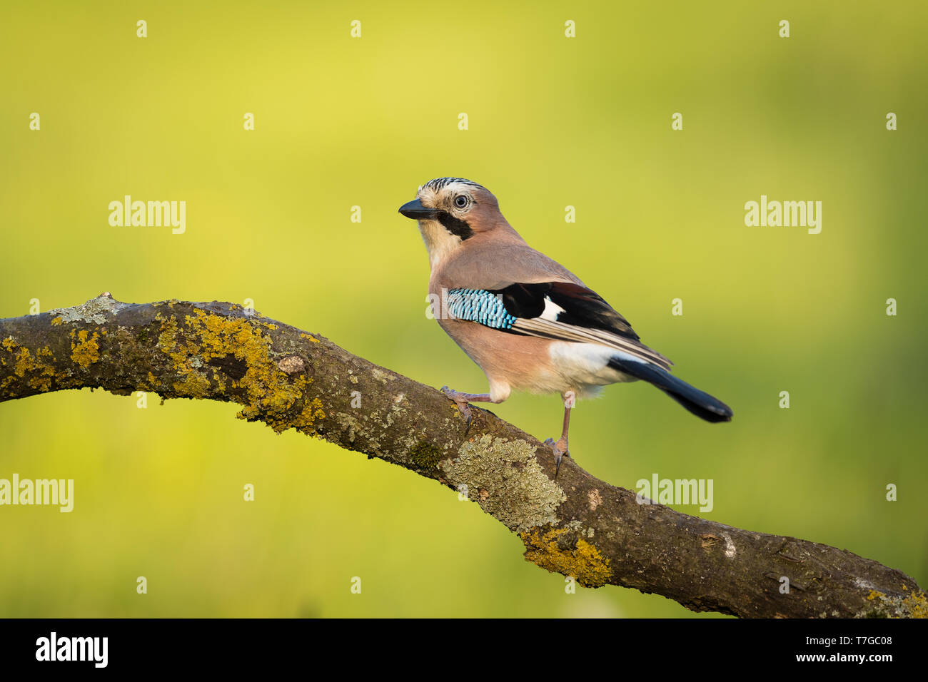 Jay light hi-res stock photography and images - Alamy