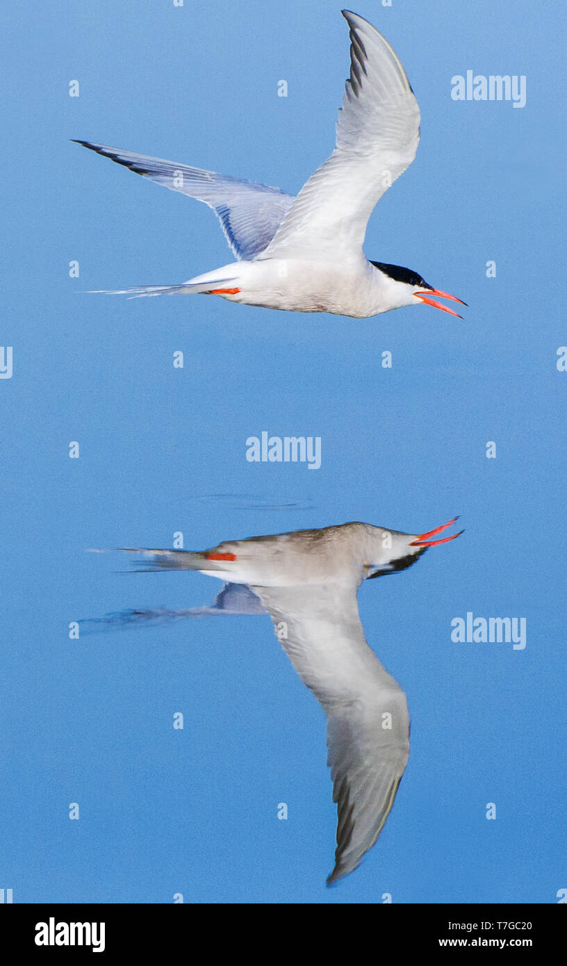 Adult Common Tern (Sterna hirundo), seen from the side, flowing low of ...