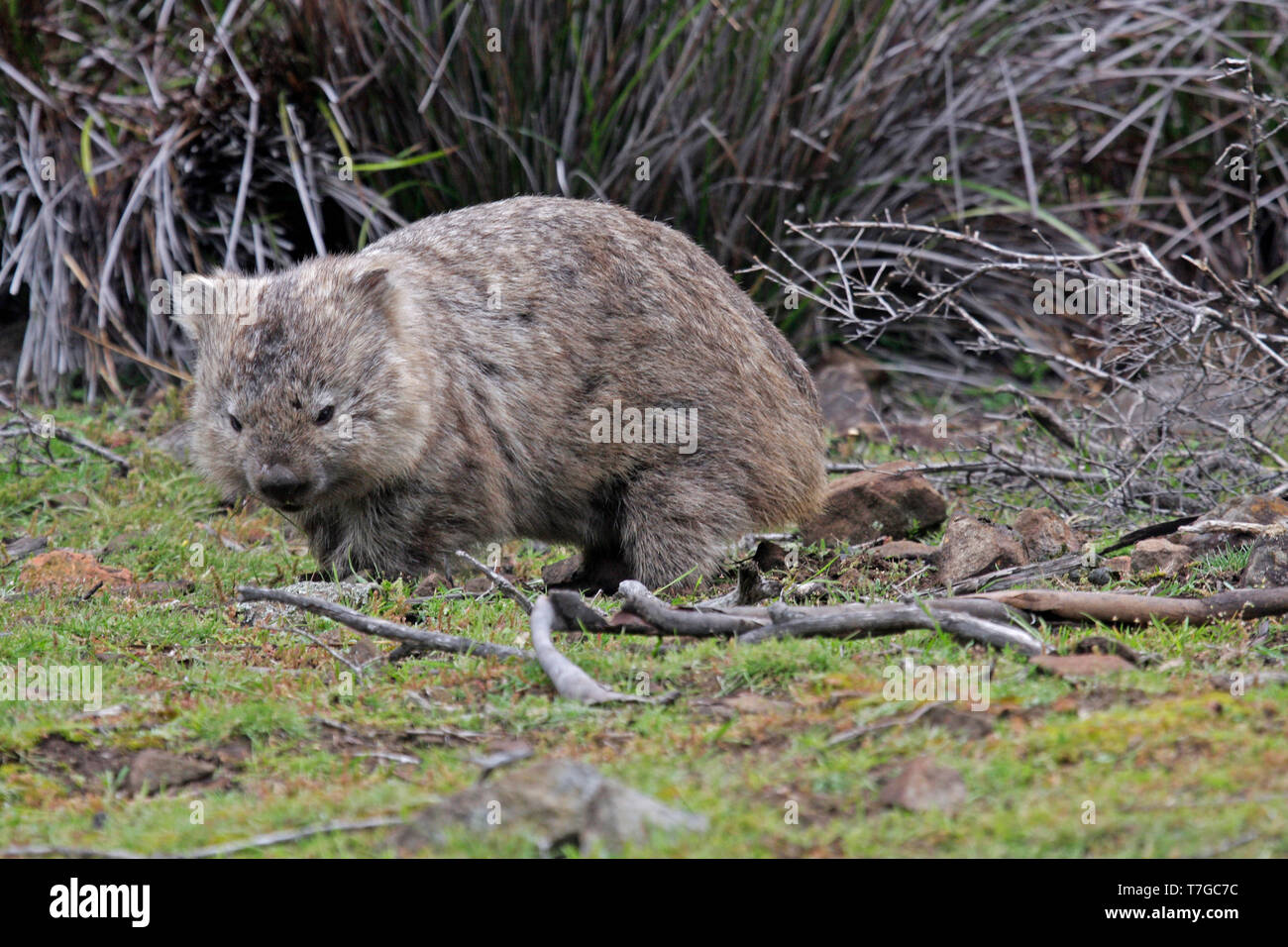 Wombat burrowing hi-res stock photography and images - Alamy