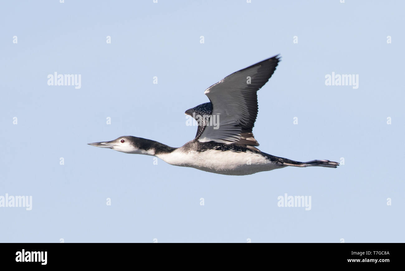 Common Loon Flying