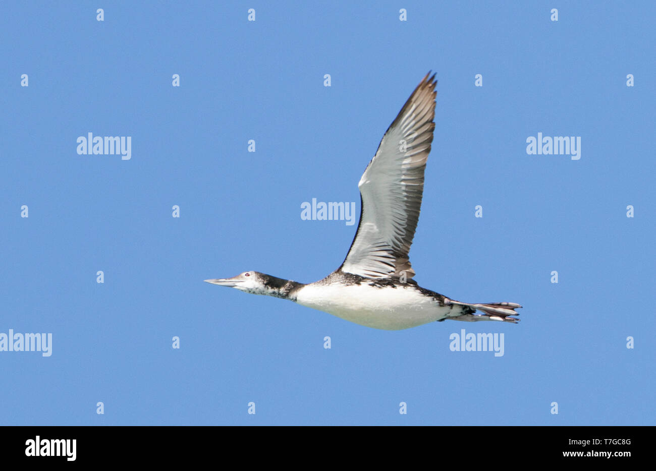 Adult Common Loon (Gavia immer) in winter plumage in flight against the ...