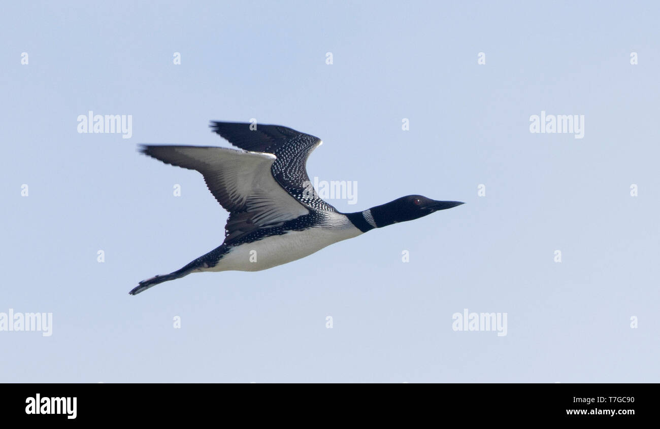 Common Loon Flying