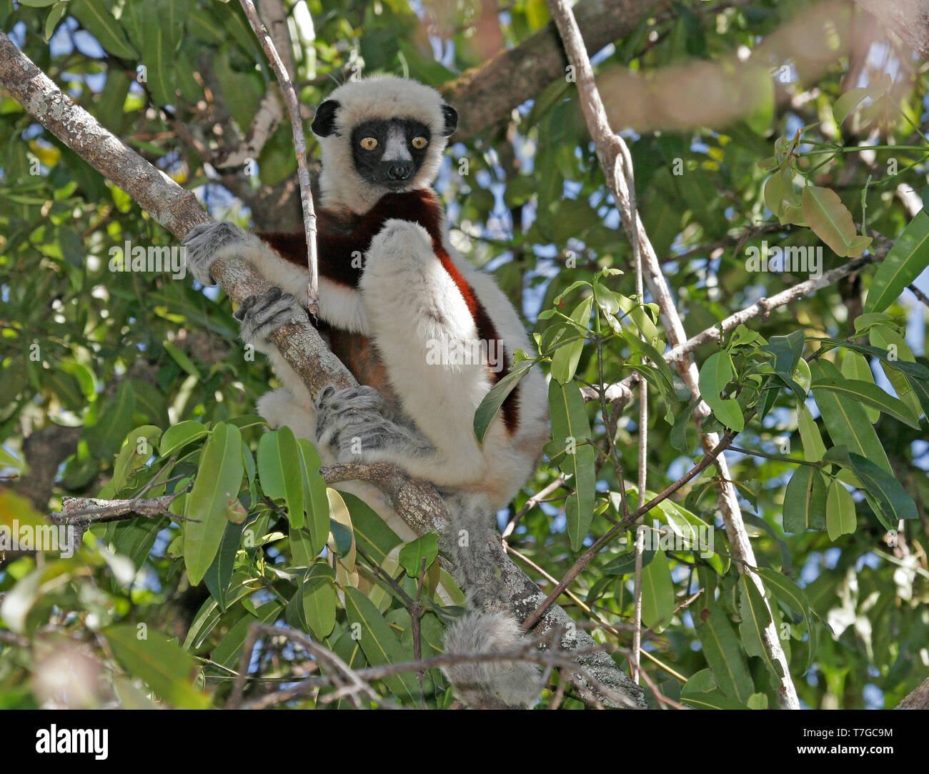 Endangered Coquerel's sifaka (Propithecus coquereli) resting in a tree ...
