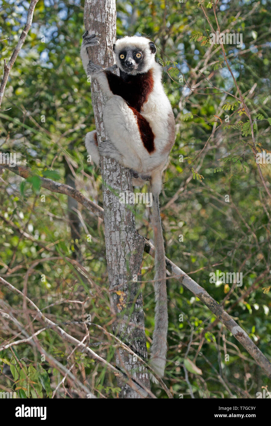Endangered Coquerel's sifaka (Propithecus coquereli) resting in a tree ...