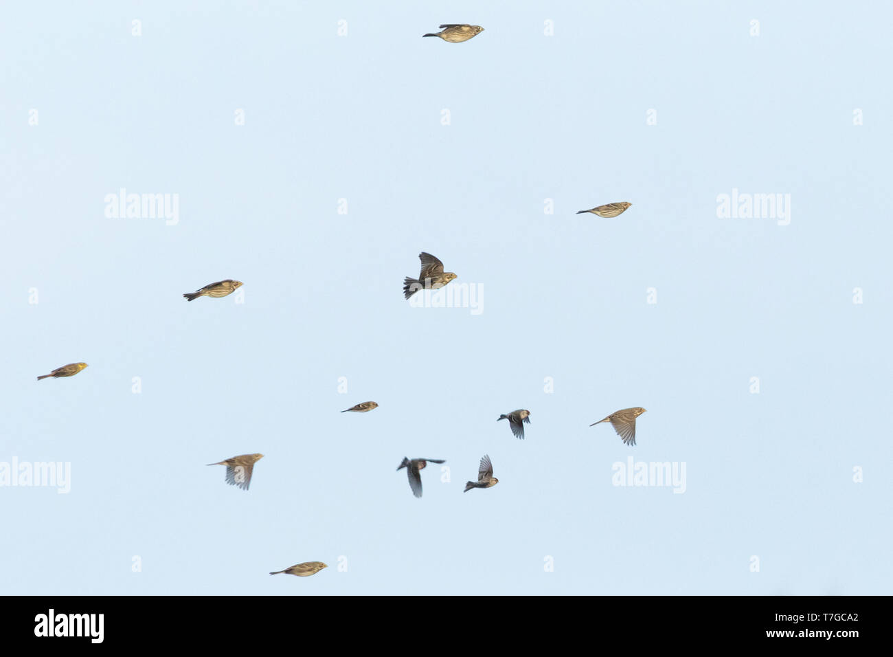 Flying buntings hi-res stock photography and images - Alamy