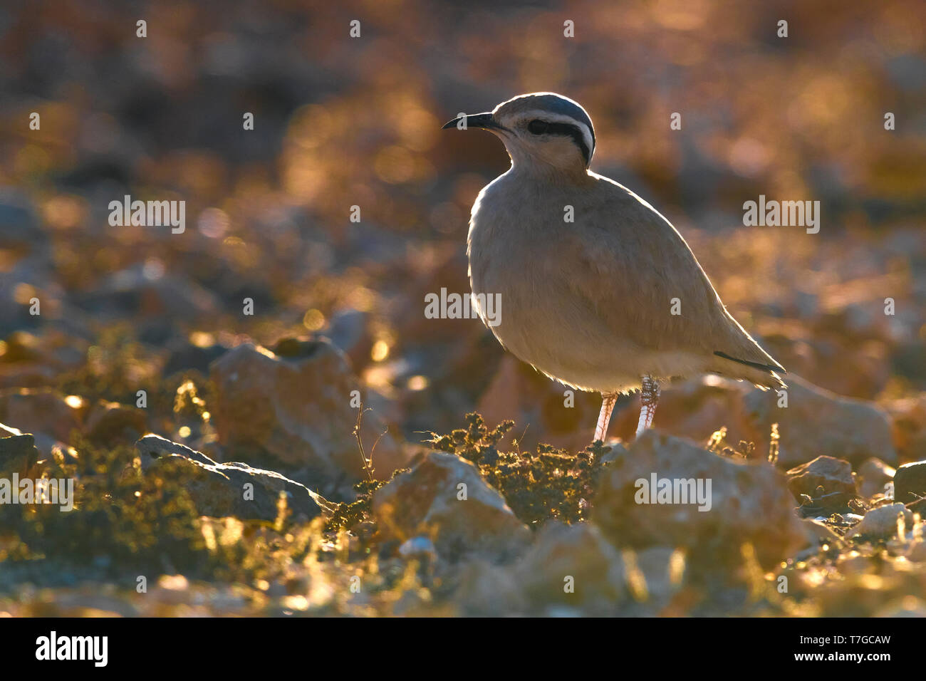 Cream-coloured Courser; Cursorius cursor bannermani Stock Photo - Alamy