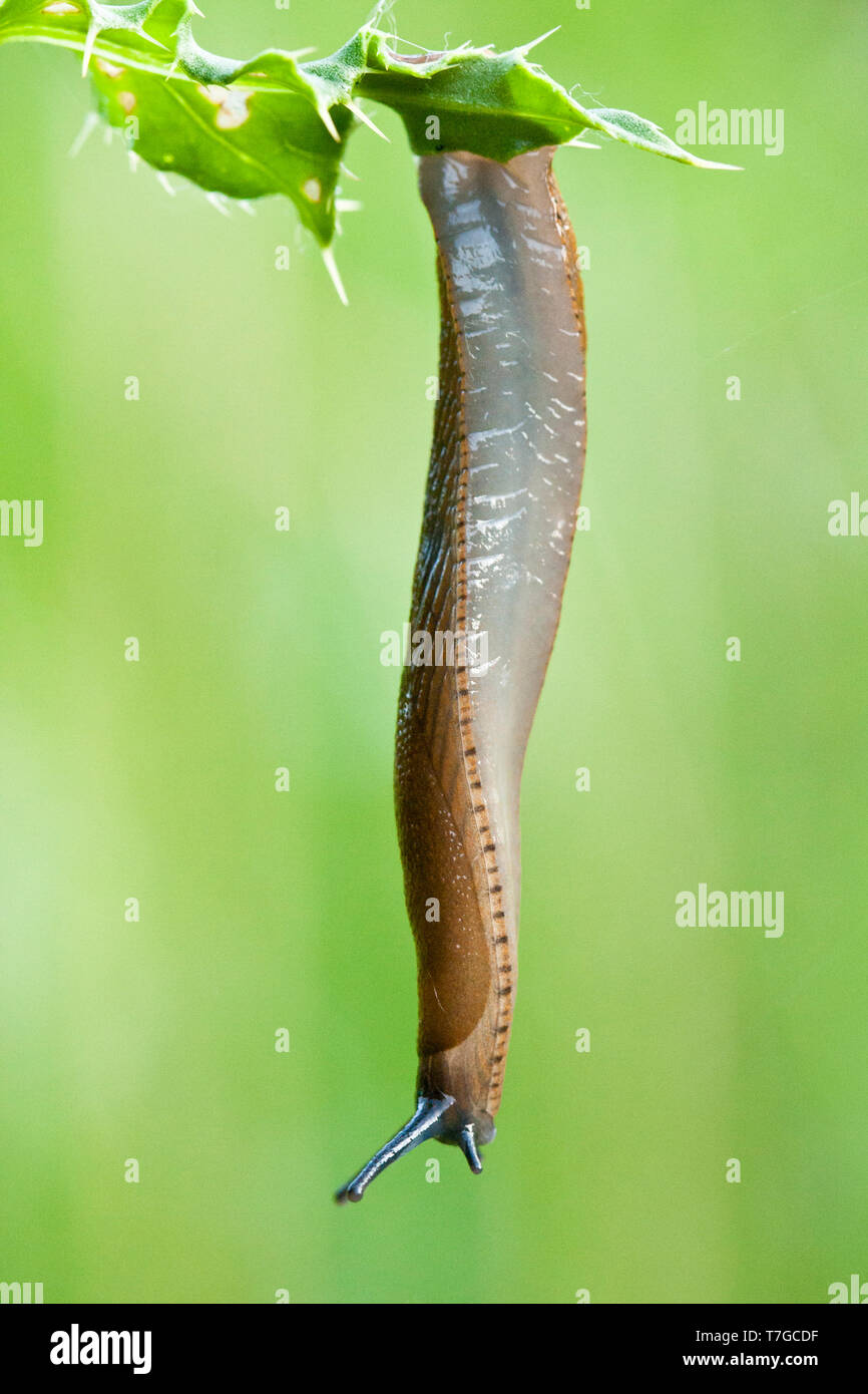 Slug (Gastropoda) hanging underneath leaf of Thistle (Carduus Stock ...