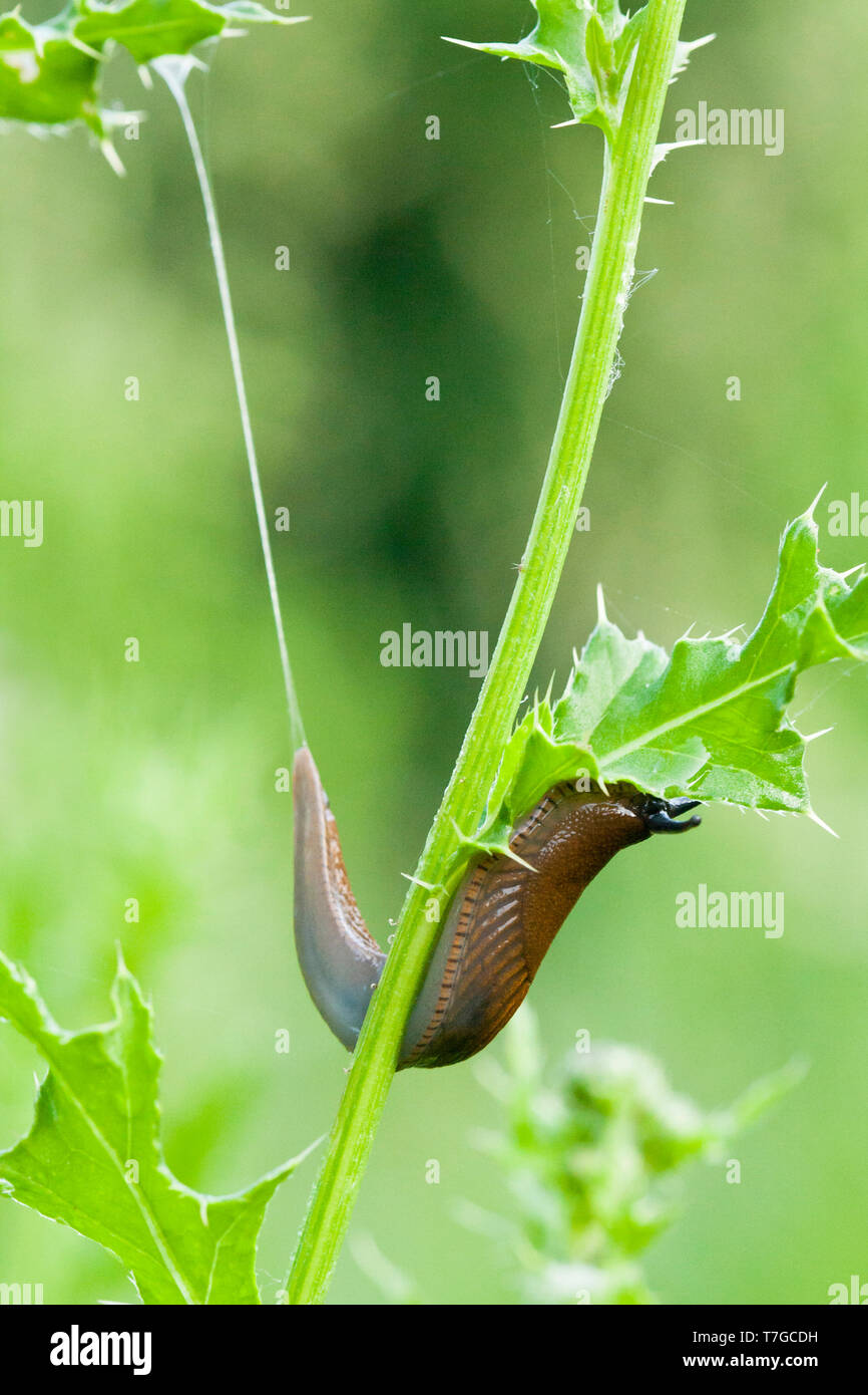 Alphen trail hi-res stock photography and images - Alamy
