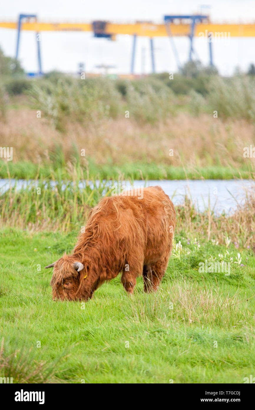 Highland Cow (Bos Taurus) adult foraging with Alpherium in background ...
