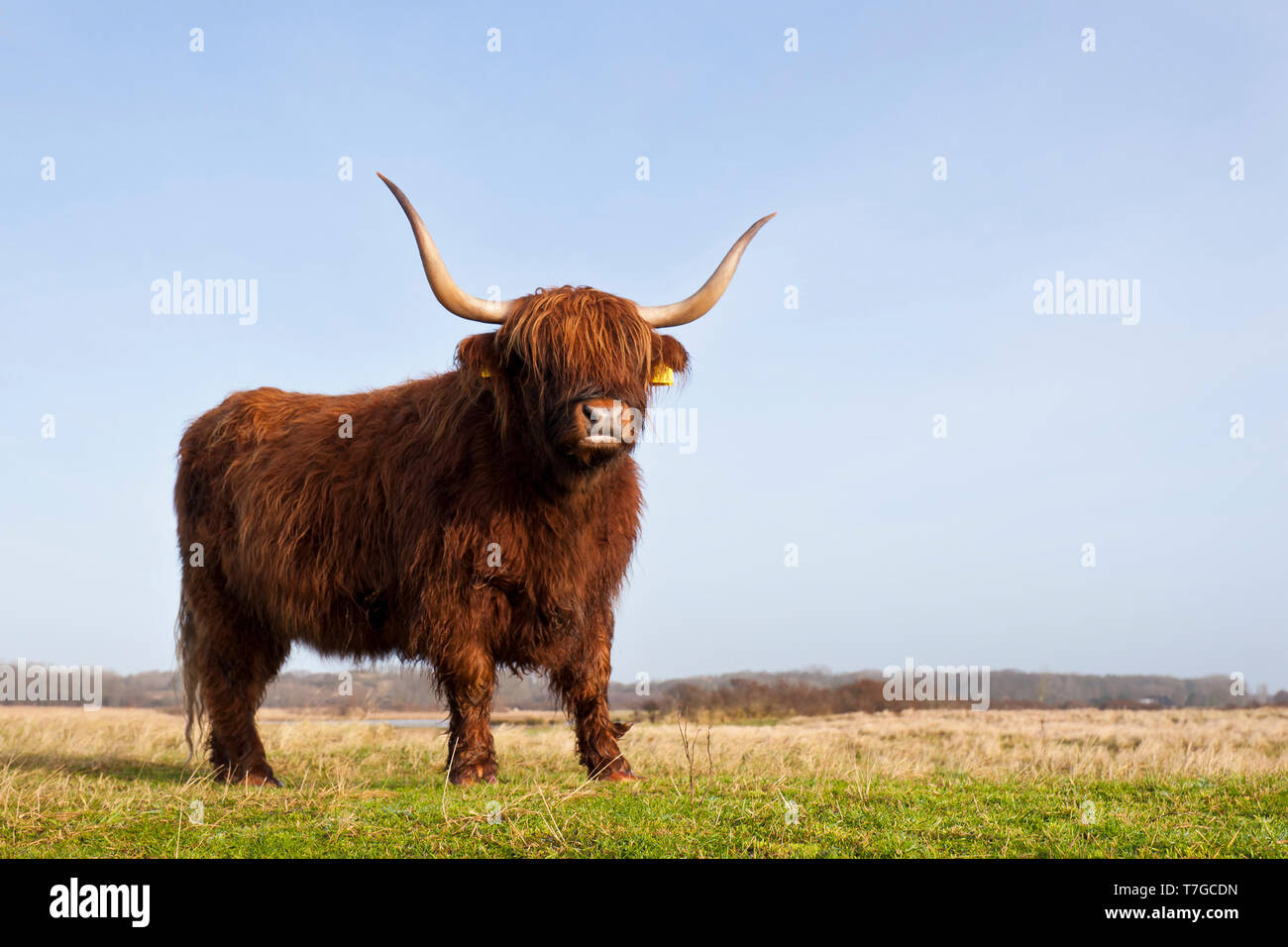 Highland Cow (Bos taurus) adult standing in field Stock Photo - Alamy