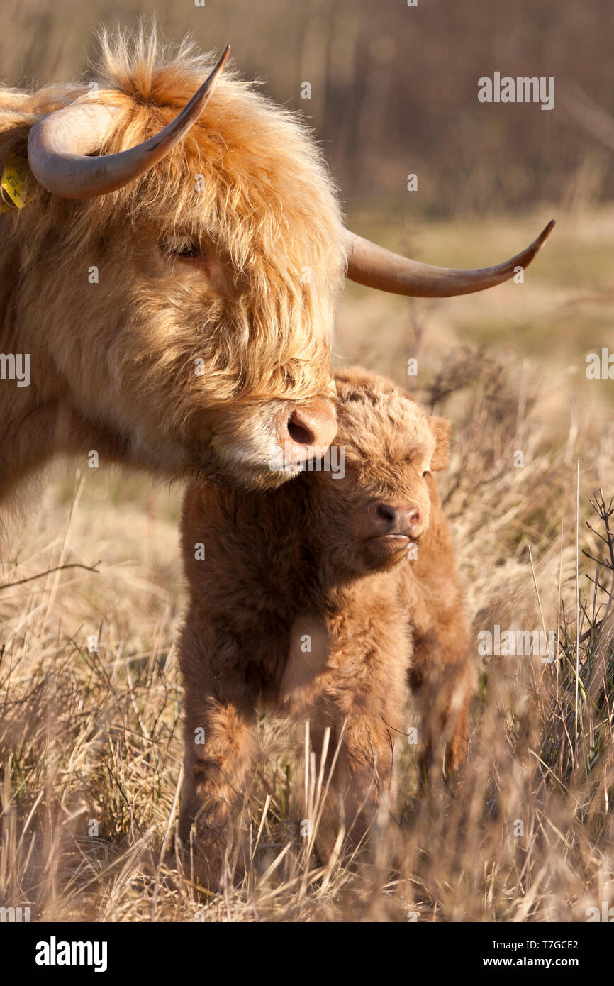 Highland Cow (Bos Taurus) adult licking calf Stock Photo - Alamy