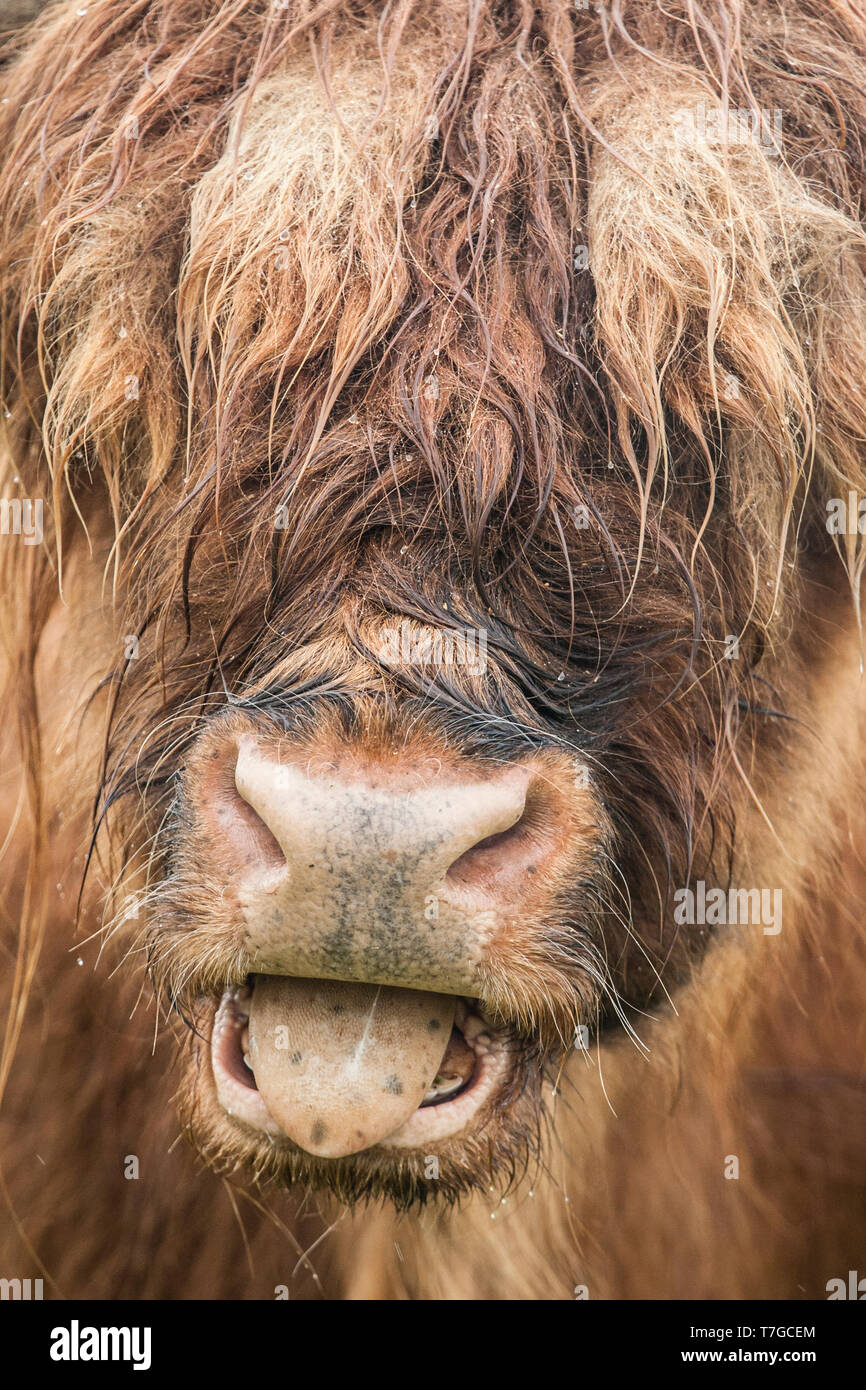 Portrait of grazing Highland Cow (Bos taurus Stock Photo - Alamy