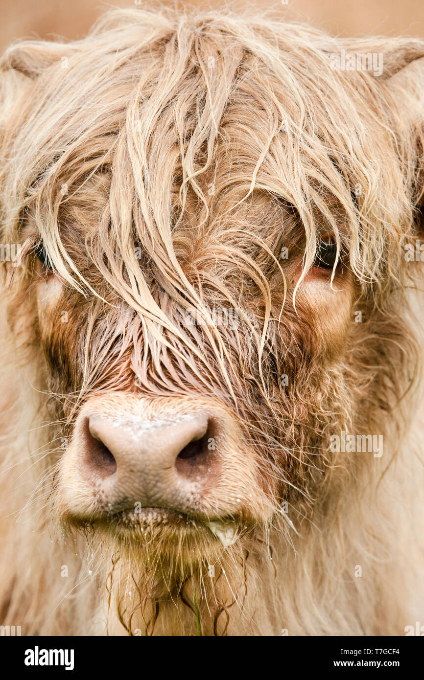 Portrait of Highland Cow (Bos taurus Stock Photo - Alamy