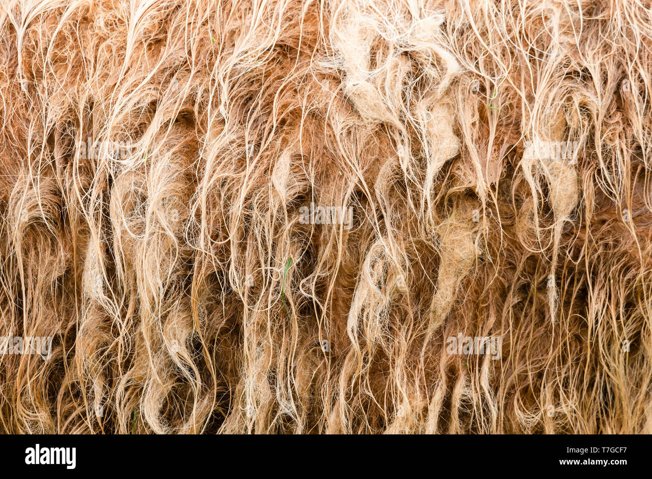 Close up of wet Highland Cow (Bos taurus) coat Stock Photo - Alamy