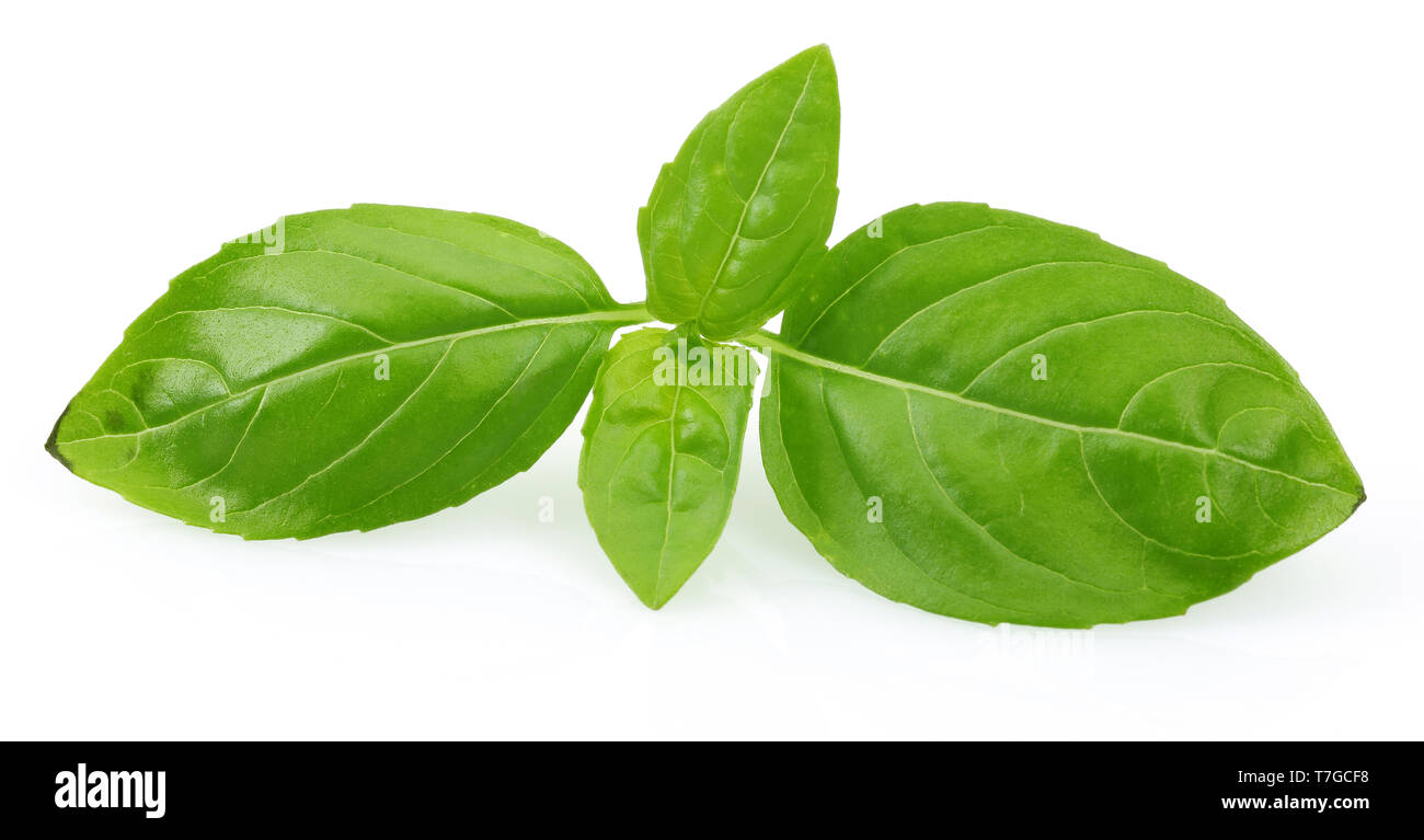 Branch of green basil leaves isolated on white background Stock Photo ...