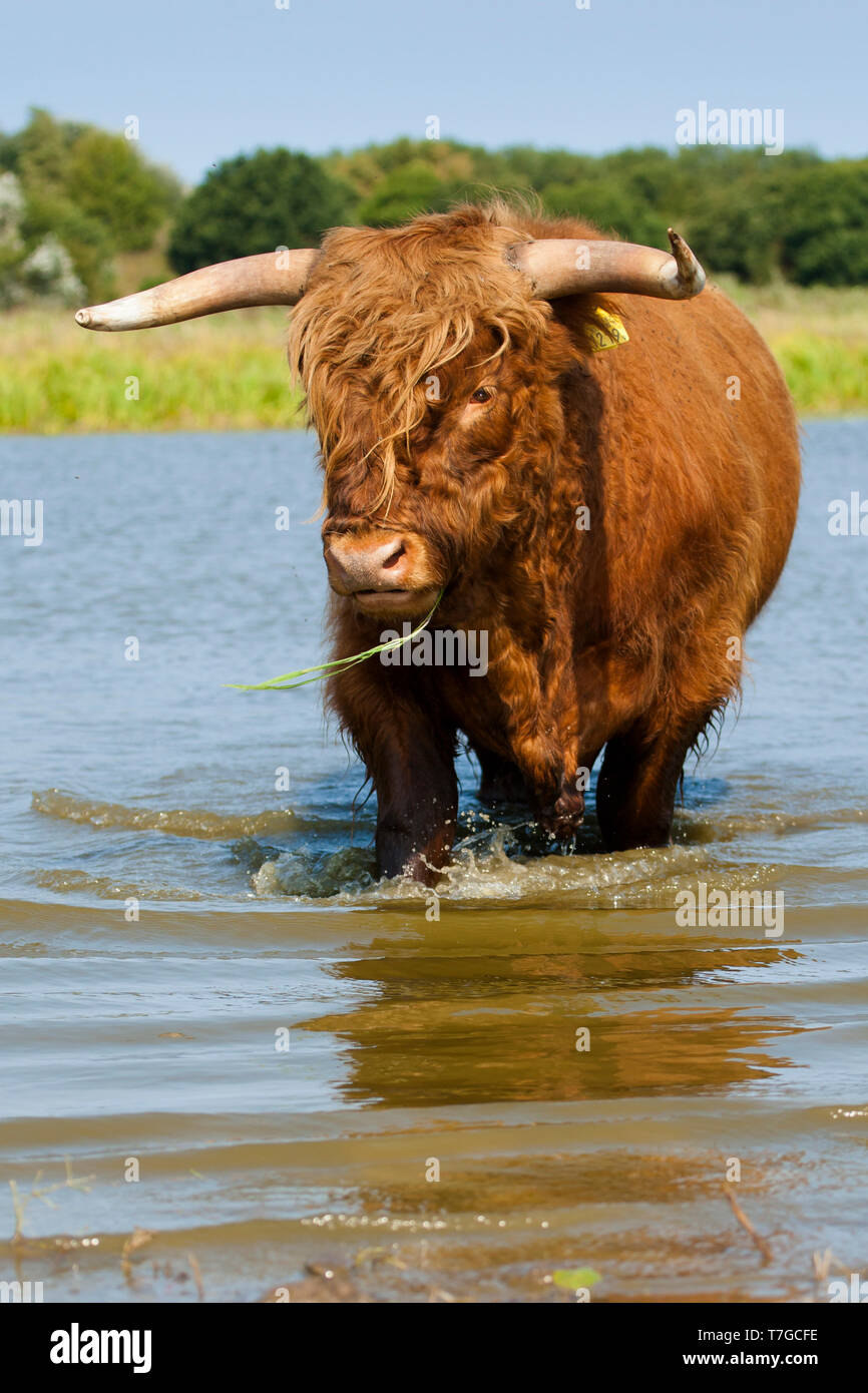 Highland Cow (Bos taurus) adult walking in water Stock Photo - Alamy