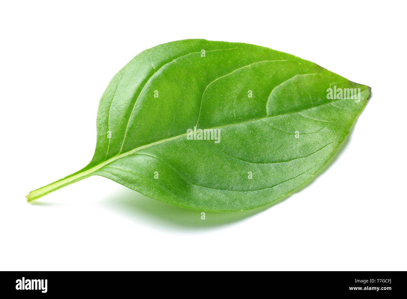 Fresh green basil leaves isolated on white background Stock Photo - Alamy