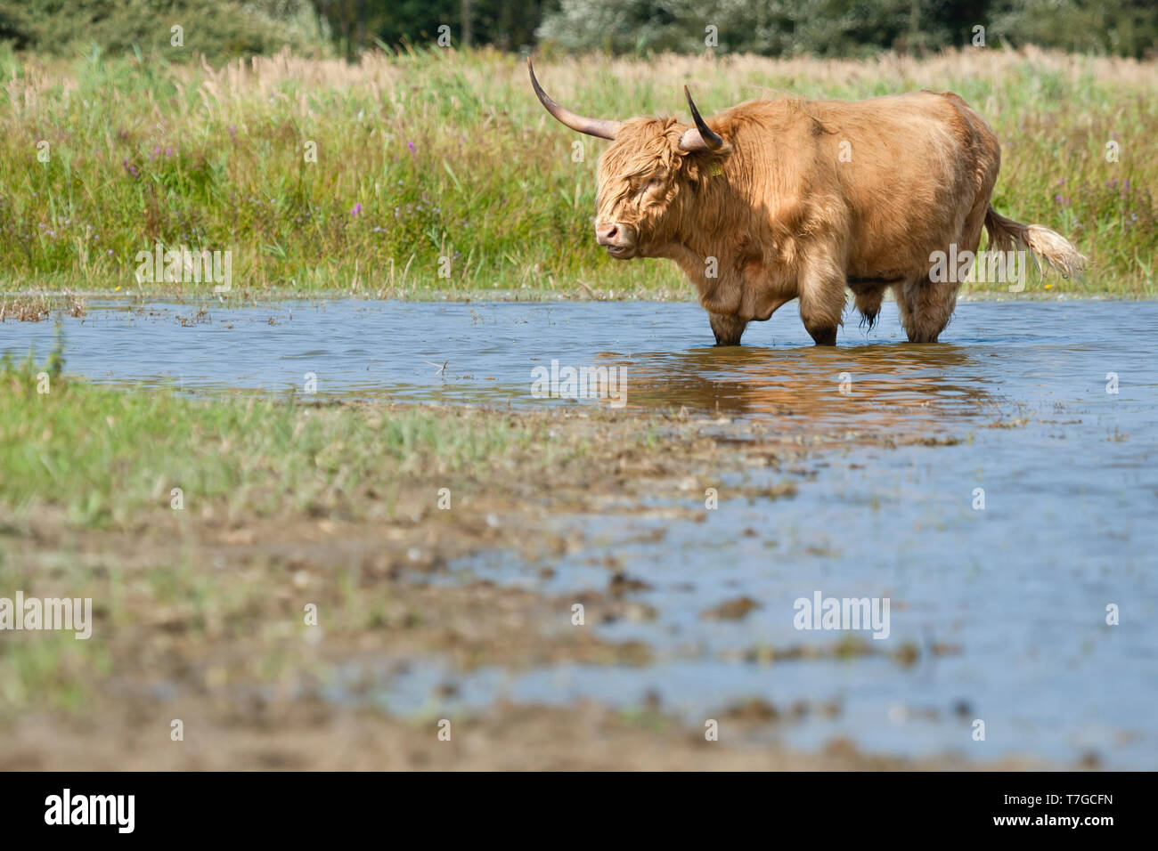Highland Cow (Bos taurus) adult standing in water Stock Photo - Alamy