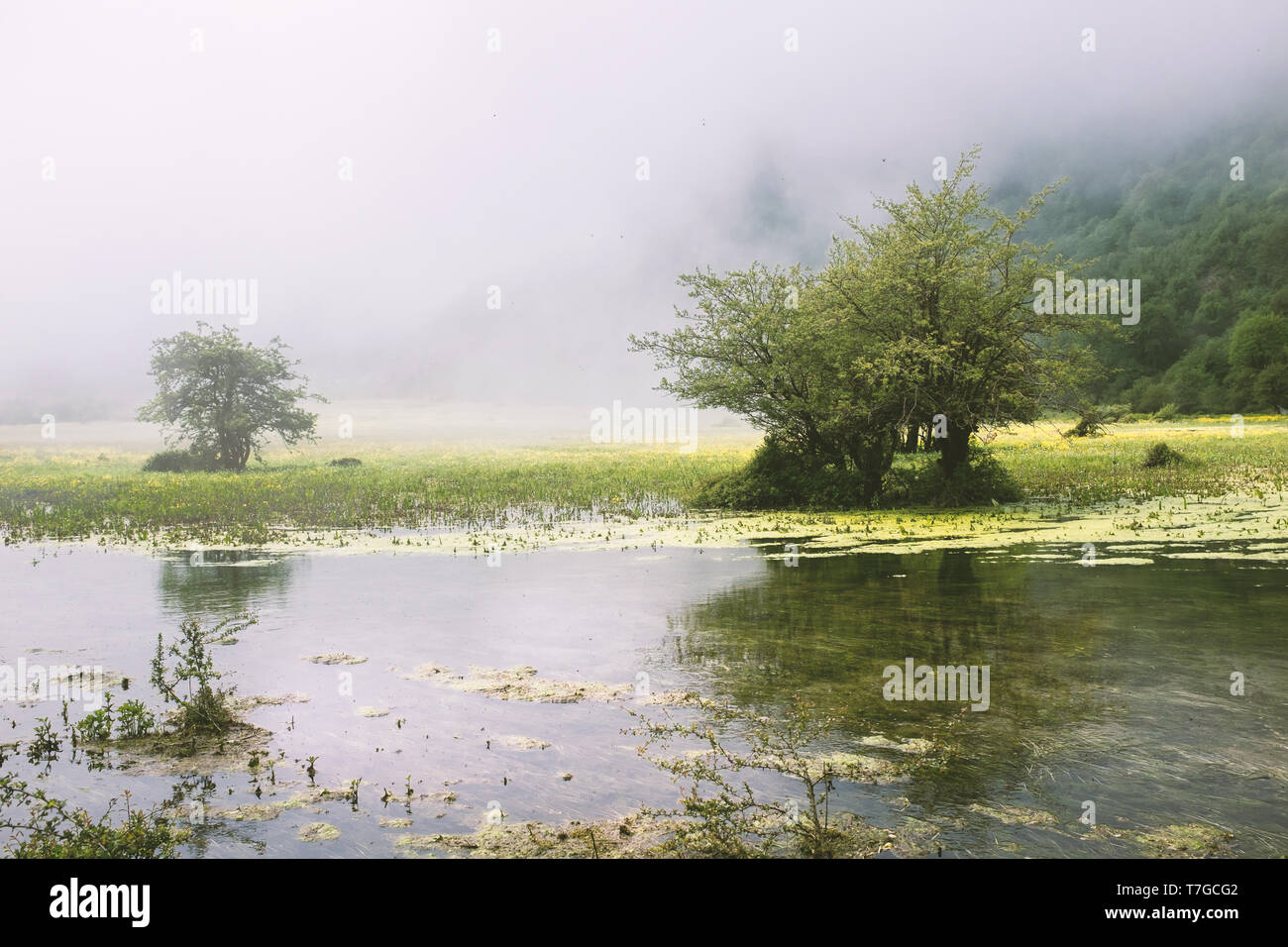 Green grass everywhere hi-res stock photography and images - Alamy