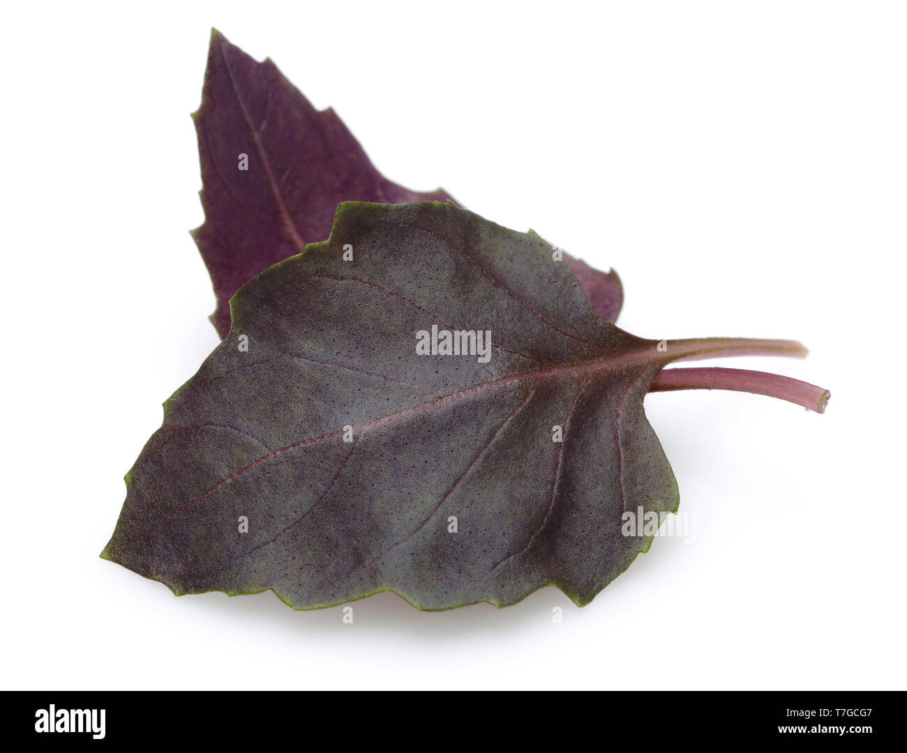 Fresh purple basil leaves isolated on white background Stock Photo - Alamy