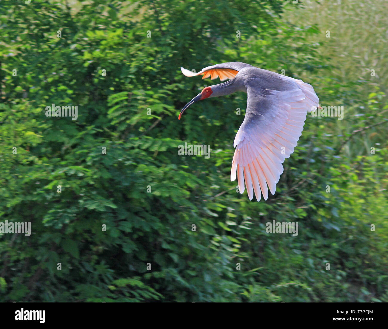 Wild Japanese Crested ibis (Nipponia nippon) in flight in China. A ...