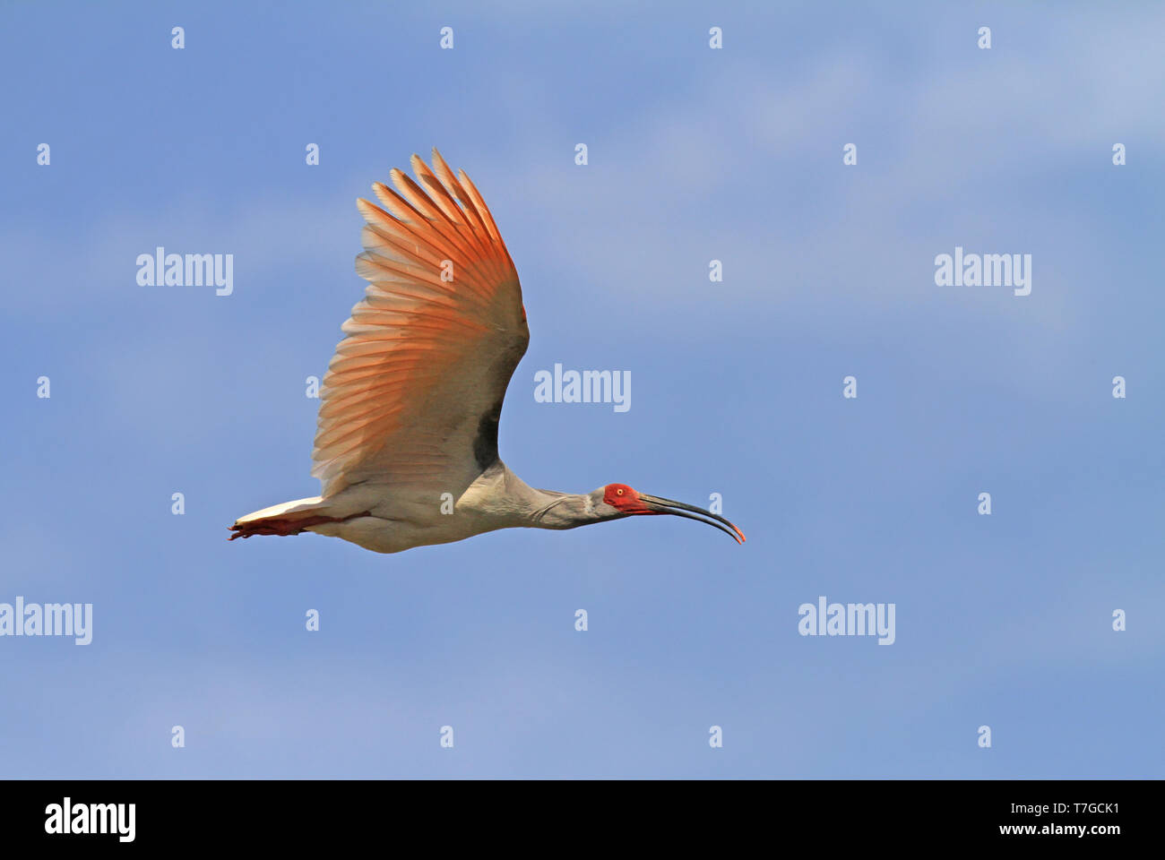 China crested ibis hi-res stock photography and images - Alamy